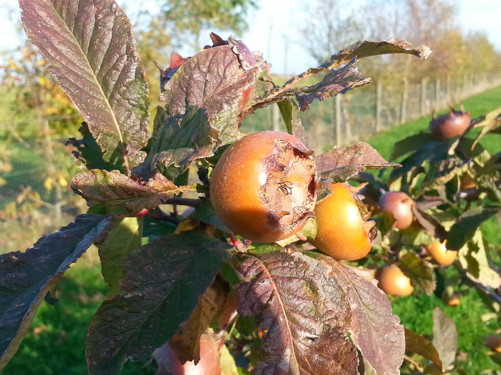 Tales from Swallow Farm: Medlar Magic
