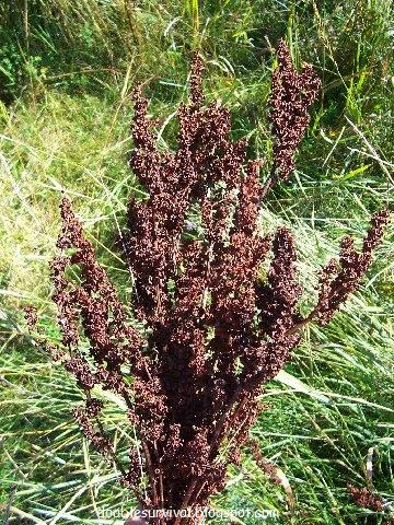 Survival and Preparedness on a Budget: Dock Plants, Dock Seed Flour