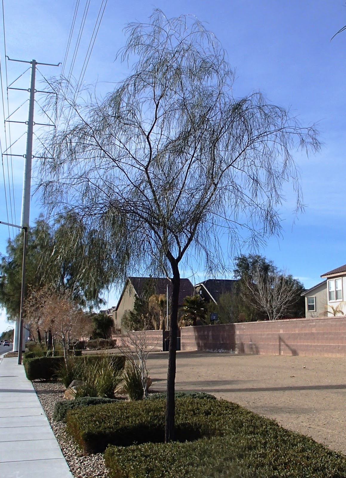 Xtremehorticulture of the Desert: Landscape Committee Wants Evergreen ...