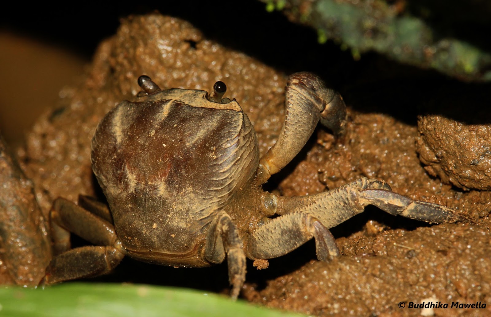 Lanka Nature Summary: Mahatha helaya