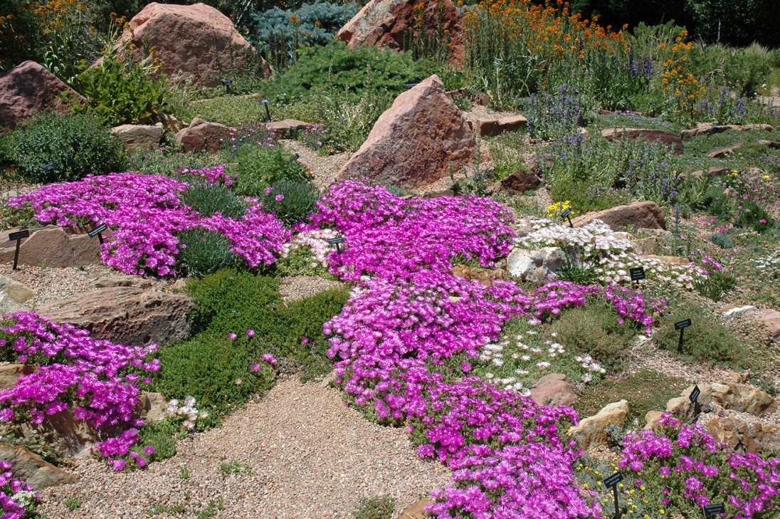 CO-Horts: Colorful Groundcovers for Mountain Communities