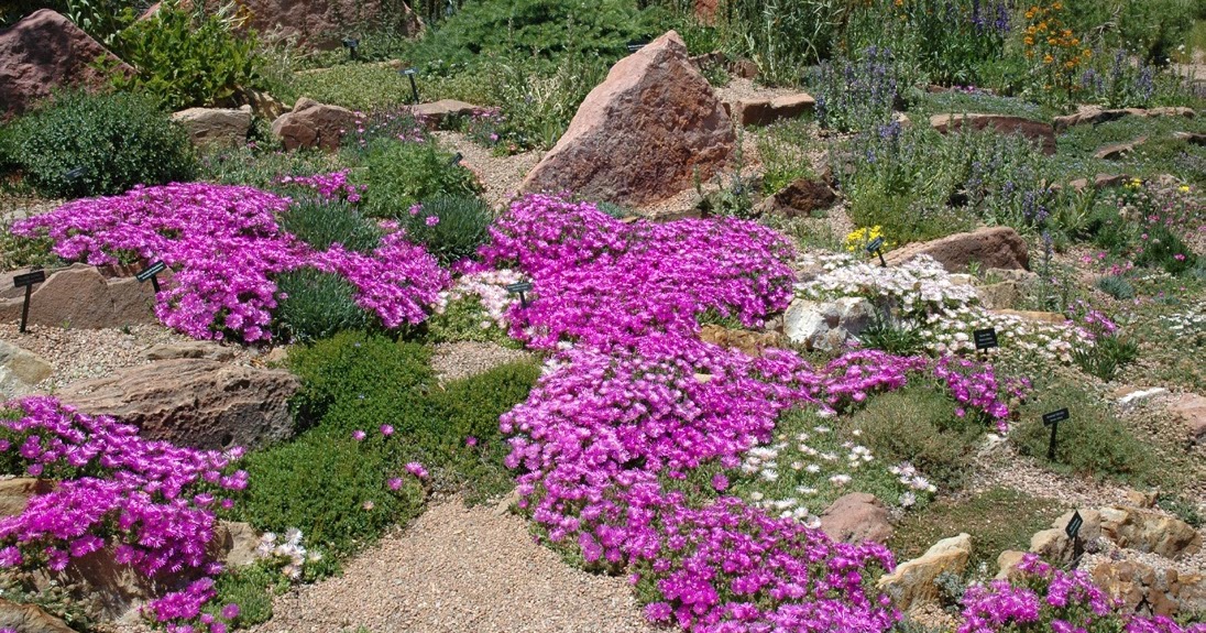 CO-Horts: Colorful Groundcovers for Mountain Communities