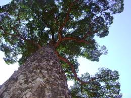 A insustentável leveza da Natureza: Sombra e água fresca...