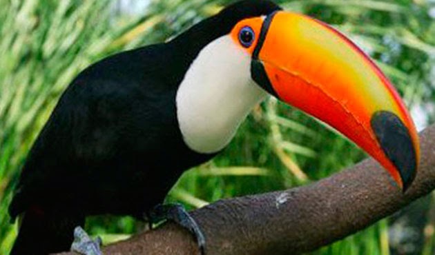 Tucan | Fantastico mundo salvaje