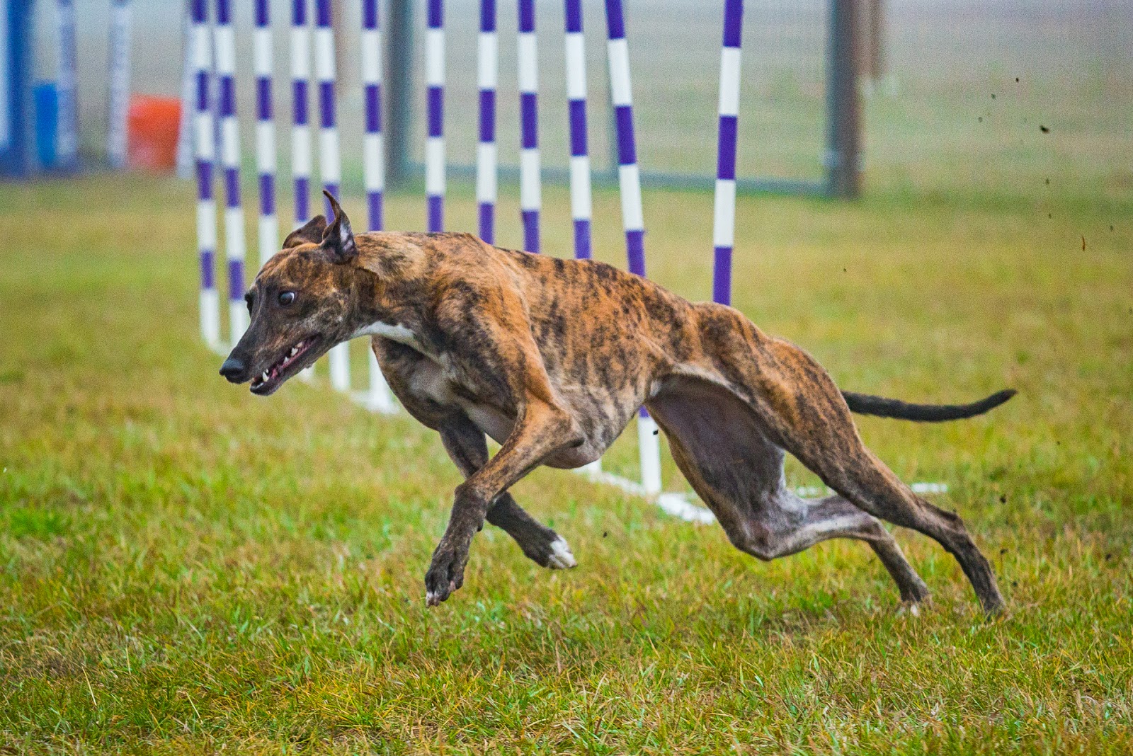 Apex Agility Greyhounds