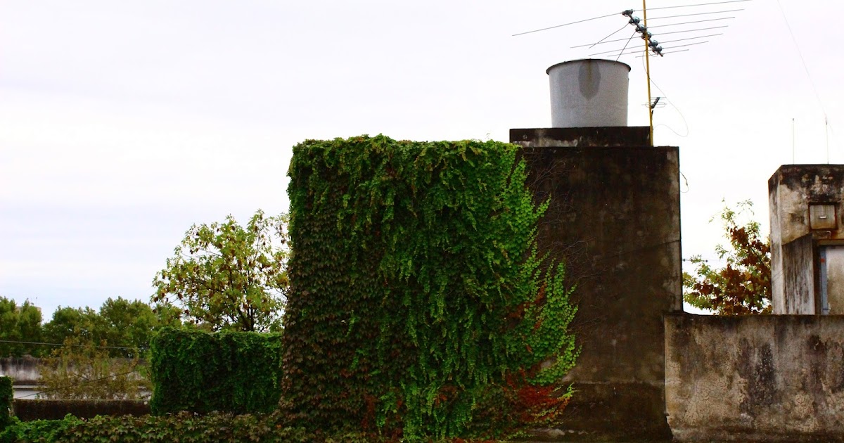 Concepto Constante : Reverdecer