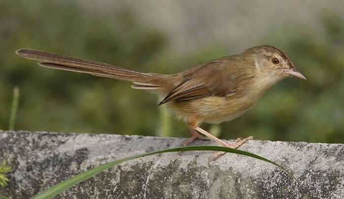 Gambar macam-macam Ciblek | Info Burung Kicauan