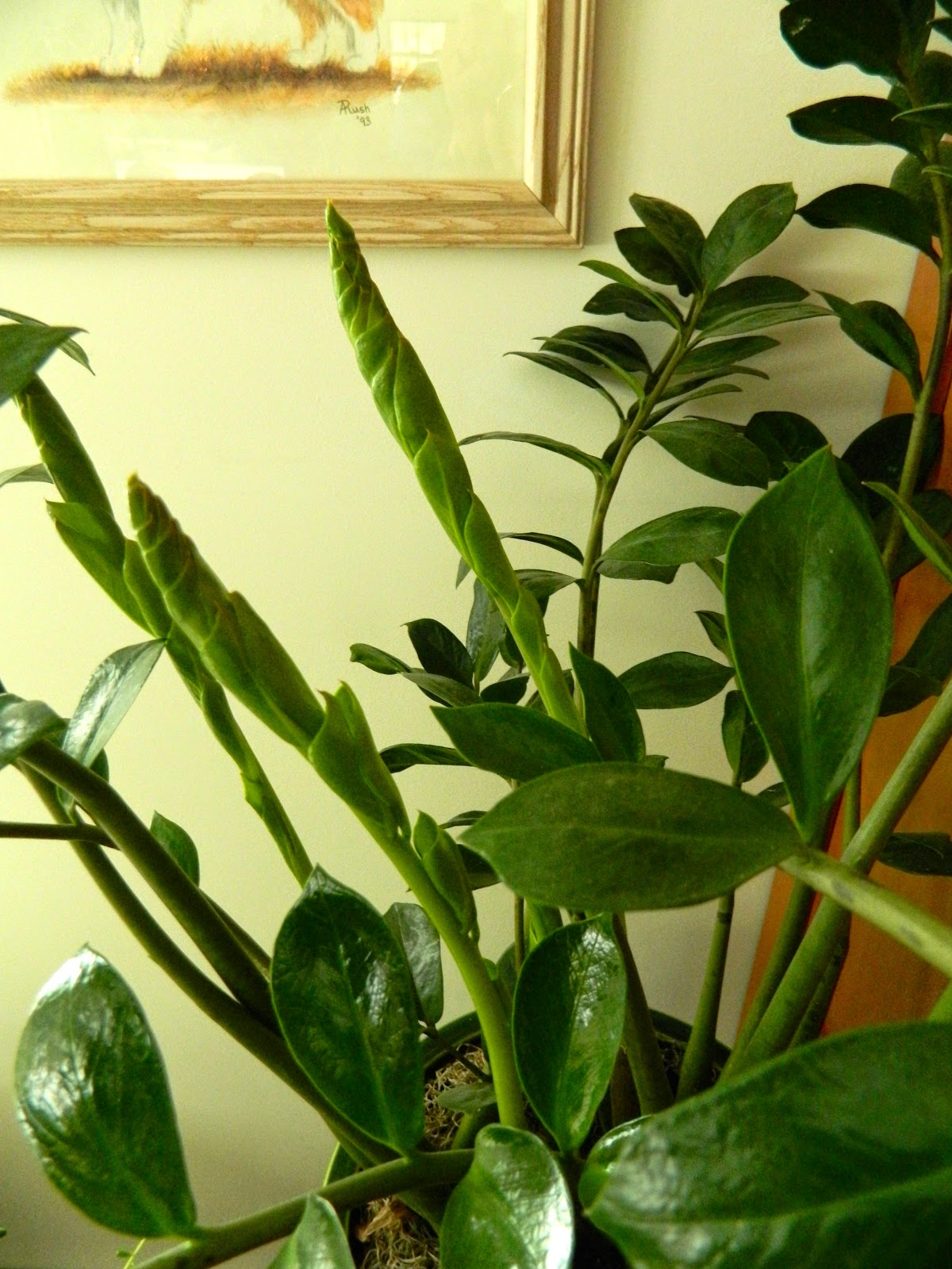 Pam's English Cottage Garden: Diana's Dozens: My Signature Plants