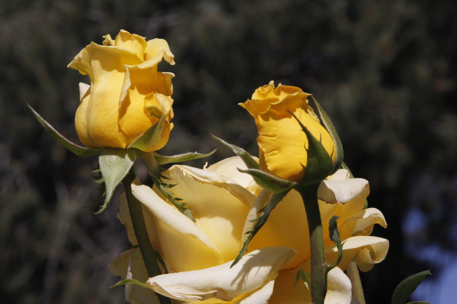 Desert Garden: Yellow Roses~Mellow Yellow Monday~October 17, 2011