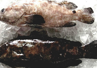 Kawakawa - Kawa Kawa Fish