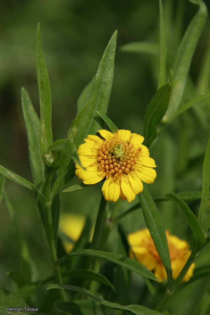 Flora Bonaerense: Pascalia (Pascalia glauca)