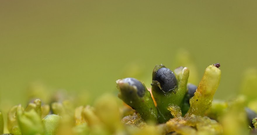 OBRAZY NATURY: Rzęsiak piękny (Ptilidium pulcherinum)