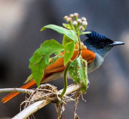Indian paradise flycatcher | Birds of India | Bird World