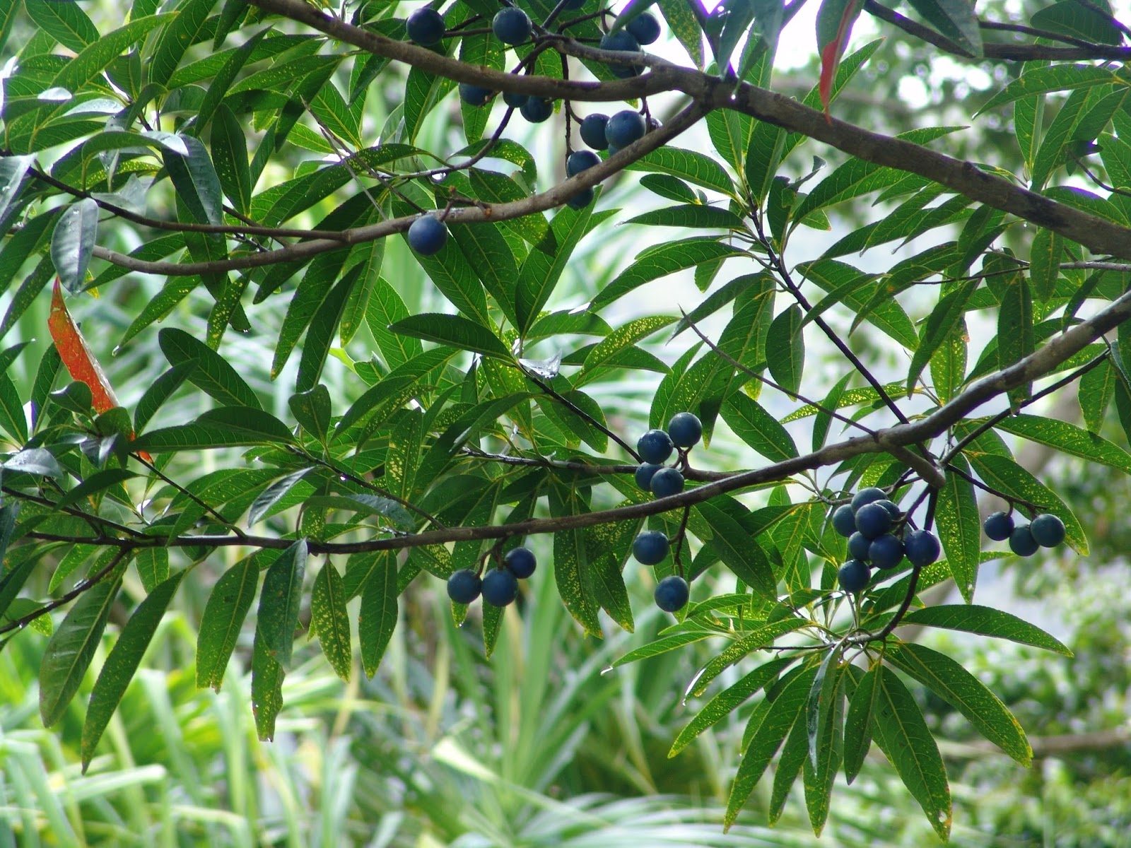 Rudraksha Cilacap: GANITRI (Elaecocarpus sphaericus Schum)