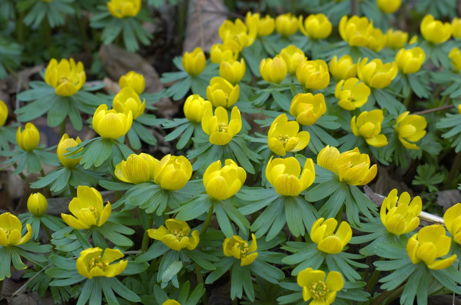 WINTER ACONITE - Eranthis hyemalis |The Garden of Eaden