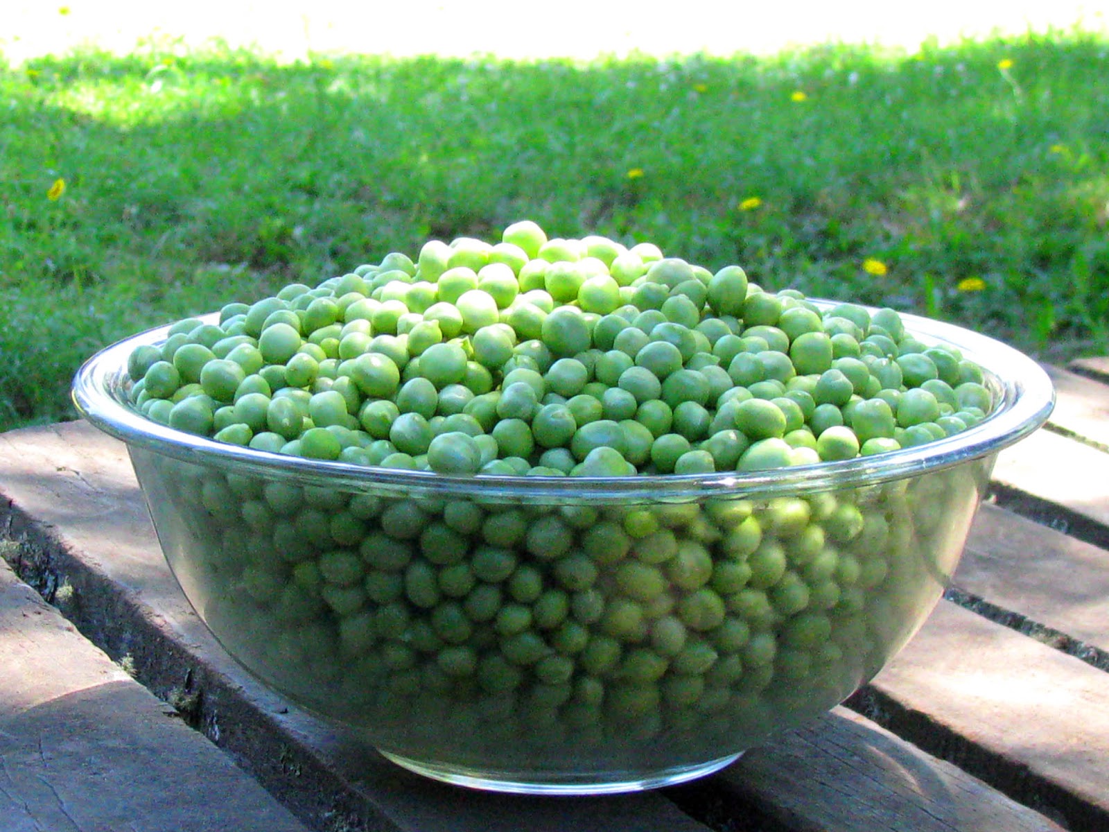 REPUBLICA DE LAS GAVIOTAS: -ENSALADA DE ARVEJAS- (POEMA)