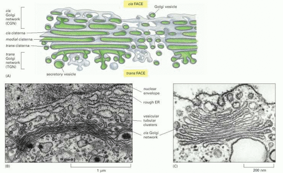 Appareil de Golgi : Structure, compostions et rôle | Bio faculté