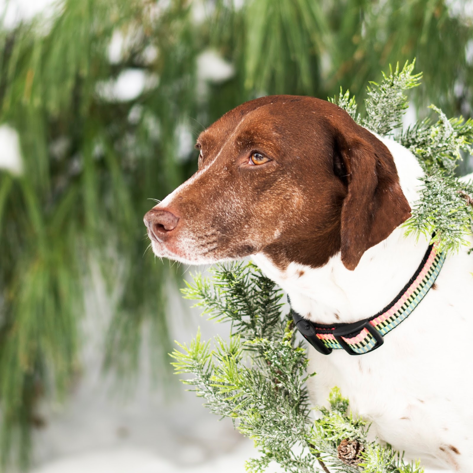 MoSa Dogs Travel Blog: Before Rockefeller Center a Garden?