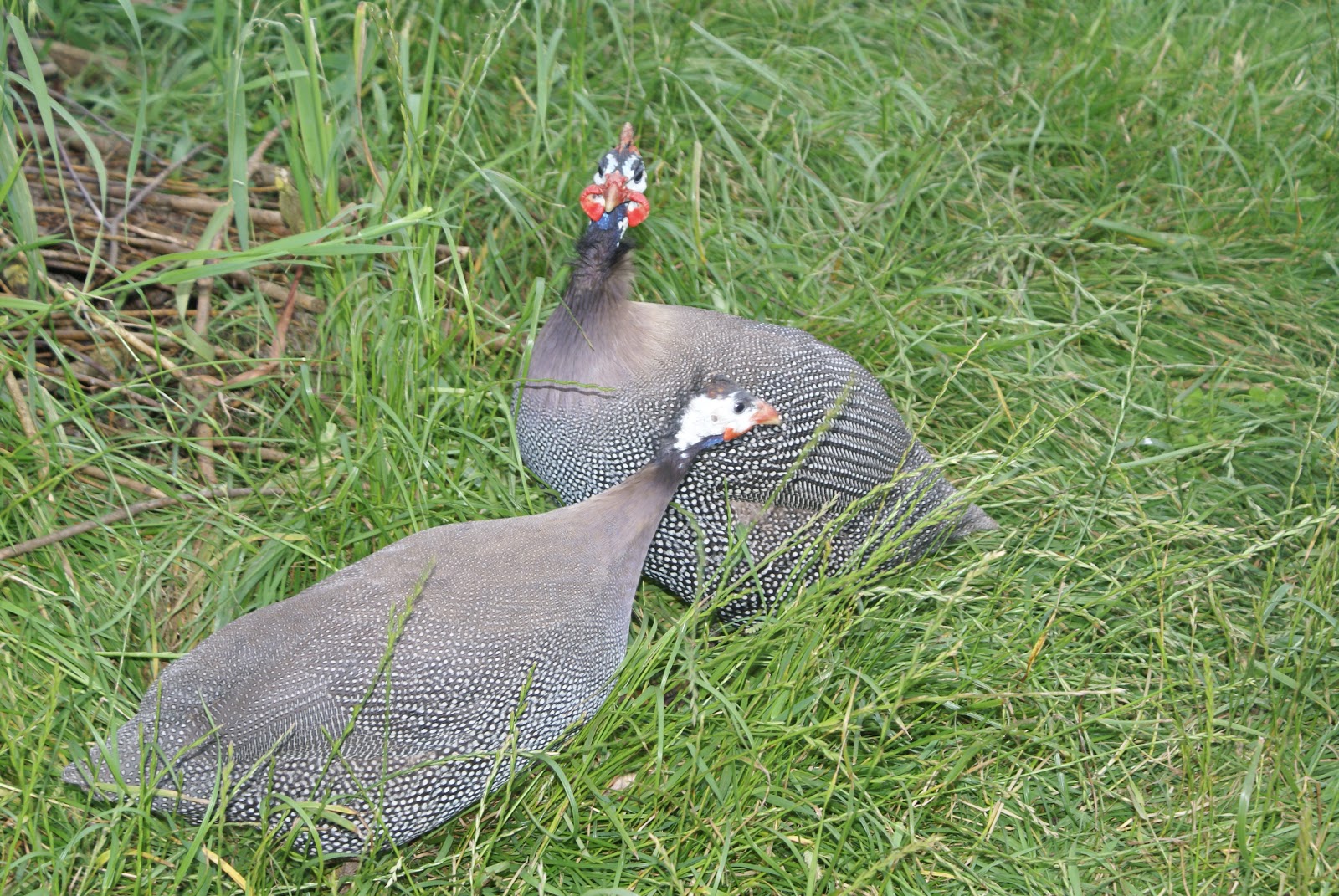 Tales from Swallow Farm: A Tale of a West African Chicken