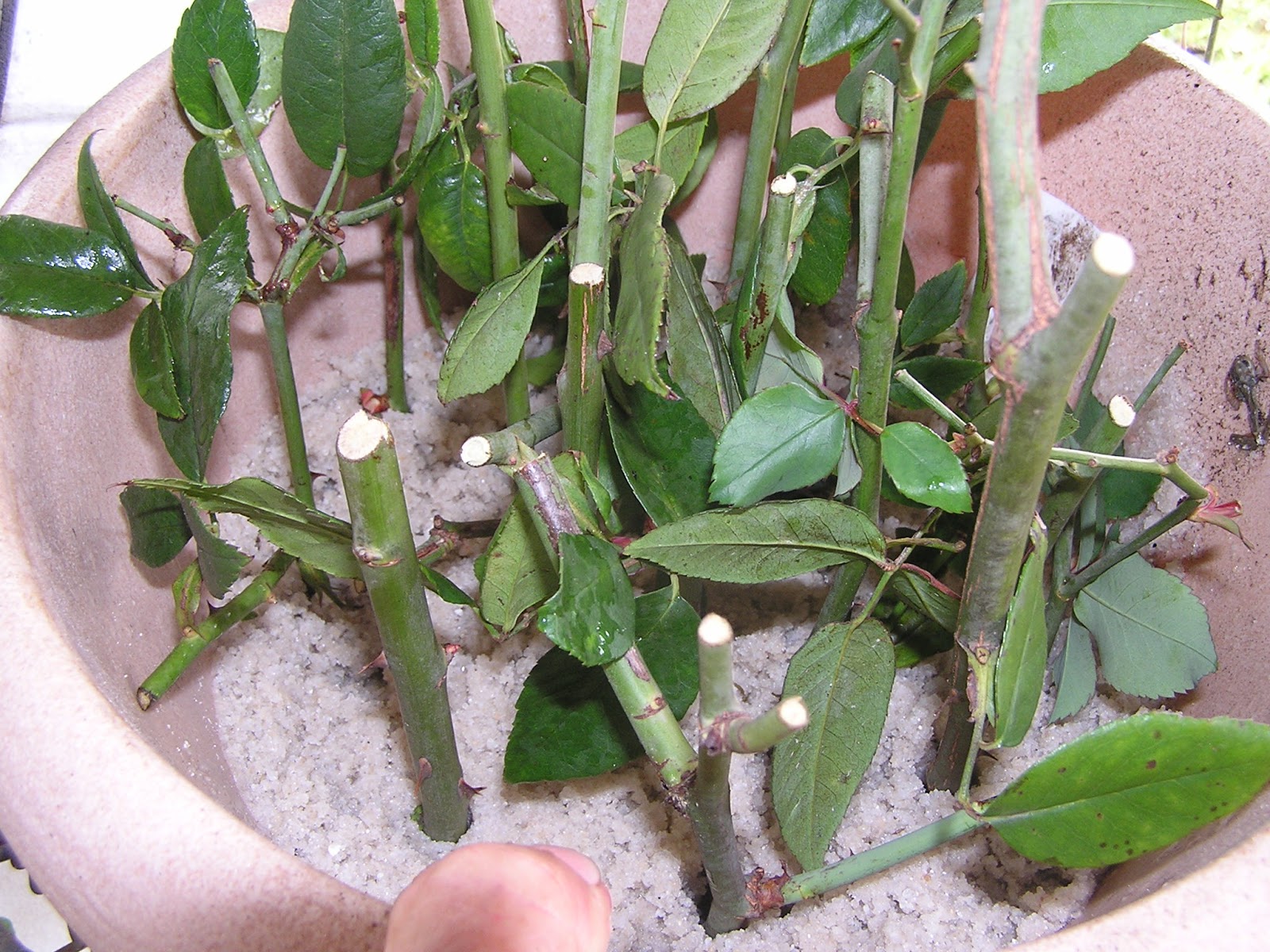 ROSEGASMS: Hopefully these new cuttings of central Florida's iconic ...