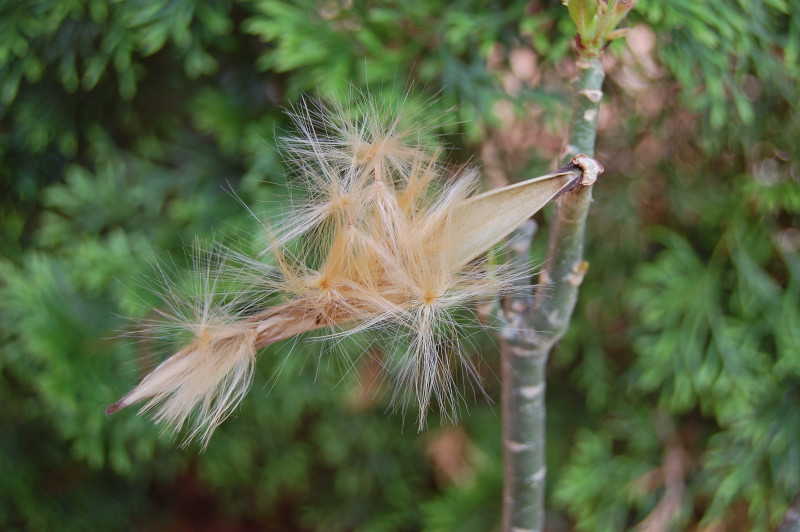 The Indoor Garden: About the Elephant Foot plant