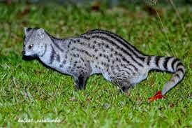 Palangka Raya Musang Lovers: CARA MEMELIHARA MUSANG RASE