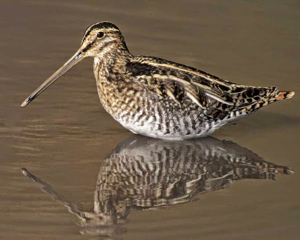 SNIPE BIRD photos - wallpapers | the fun bank