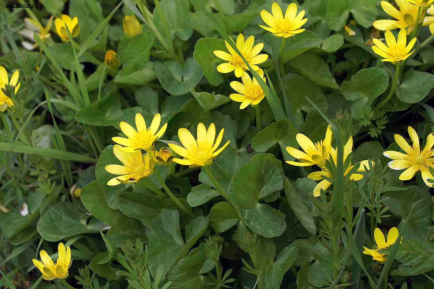 Las flores silvestres de Hormaza: Ranunculus ficaria