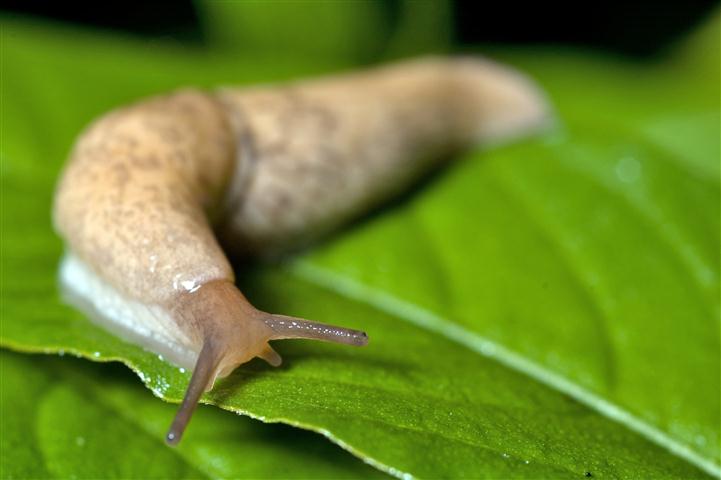 Bryce McQuillan Macro Photography: Slugs/Snails and Velvet Worms