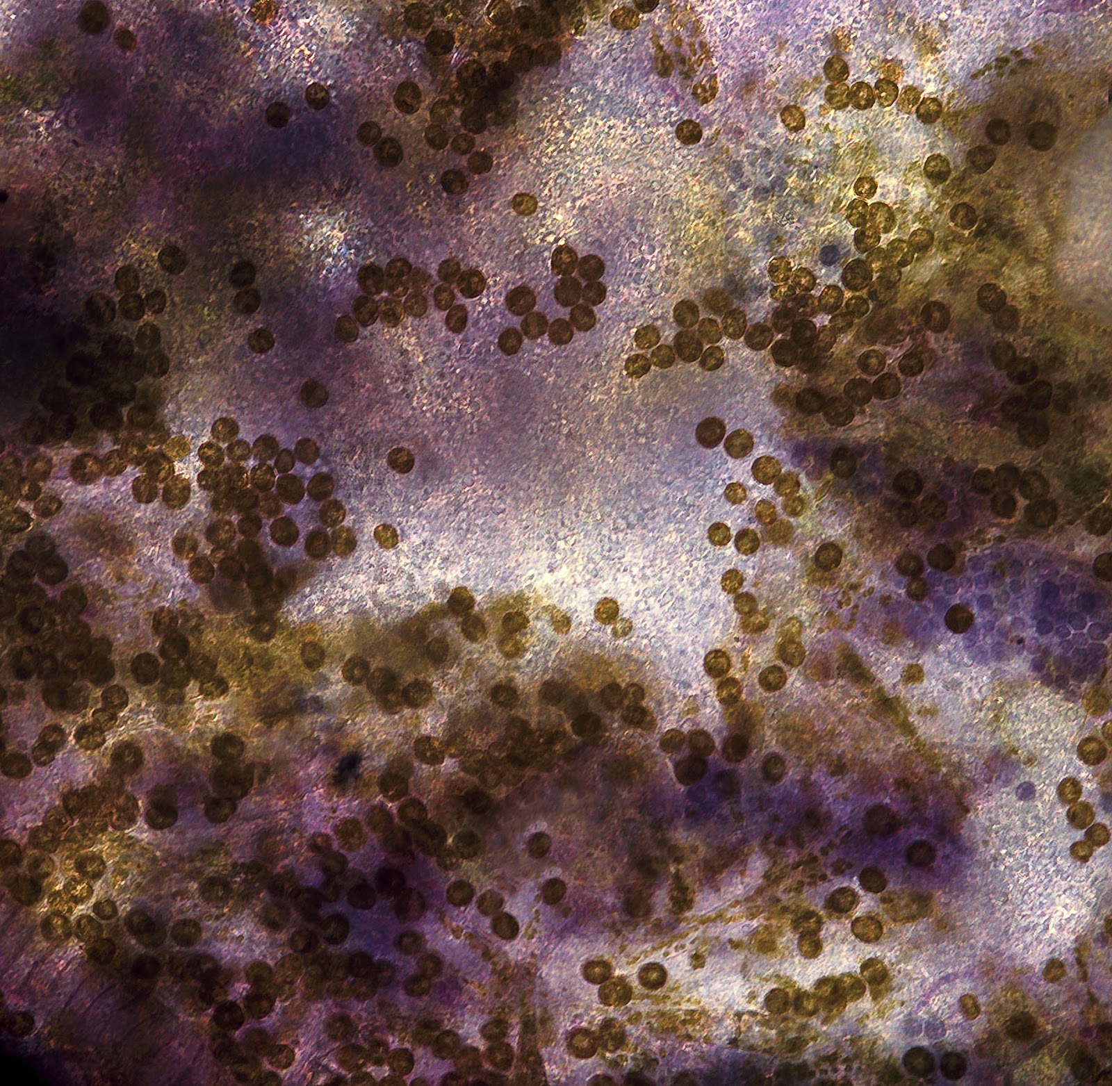 Corals and Coral Reefs