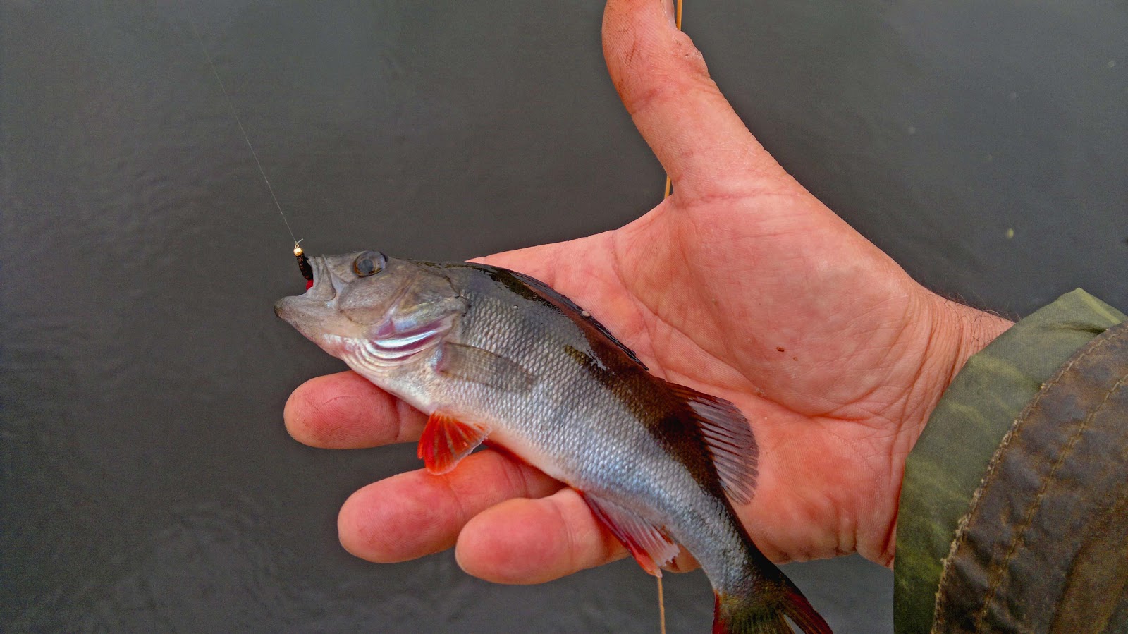 About Fishing, Birds, Hiking and other adventures. : Eindelijk weer de ...