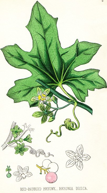 Growing Hermione's Garden: Bryonia dioica - Bryony