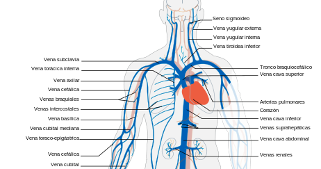 Las Venas | Ciencias Naturales