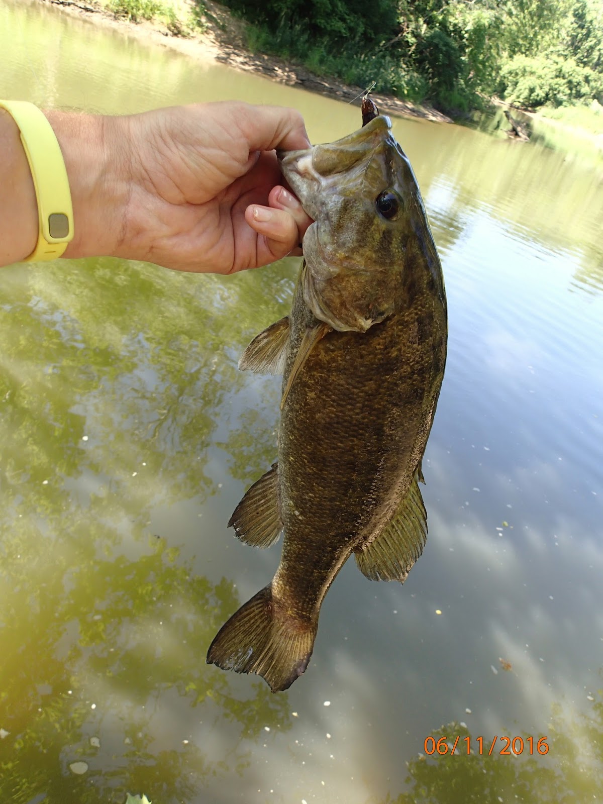 Bobcat Hollow Fly Fishing/Tying: June 2016