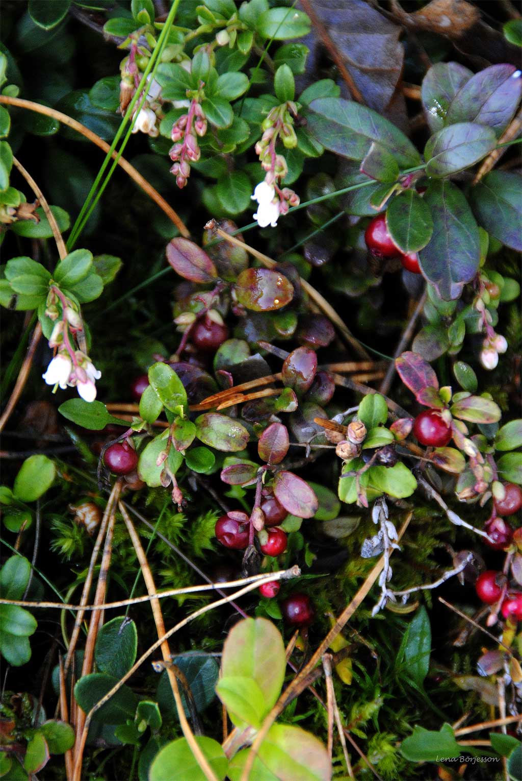 Lena Börjesson-Liisanantti: Fototur Ljungskile/Ulvön