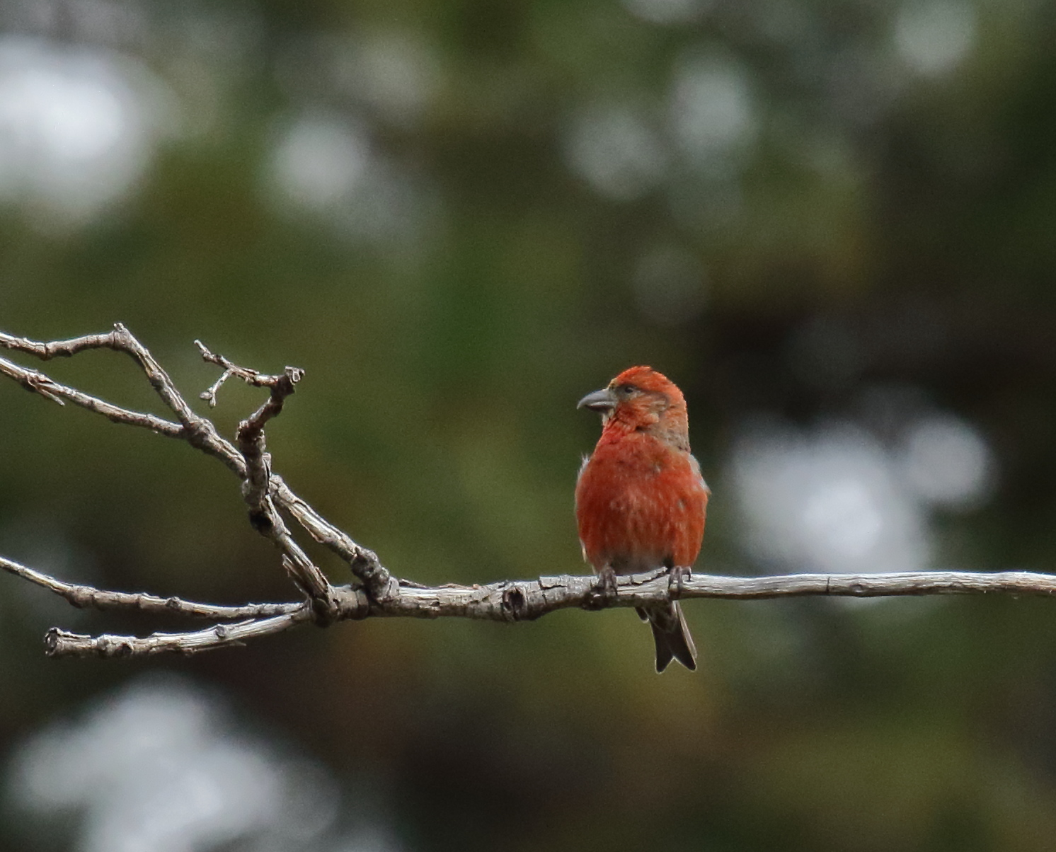 Rare Bird: Red Crossbill at Stonewall Mine - Greg in San Diego
