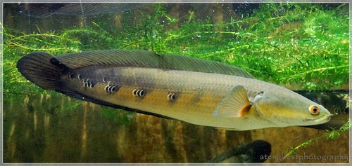 Falahiah: Ikan Keluarga Snakehead