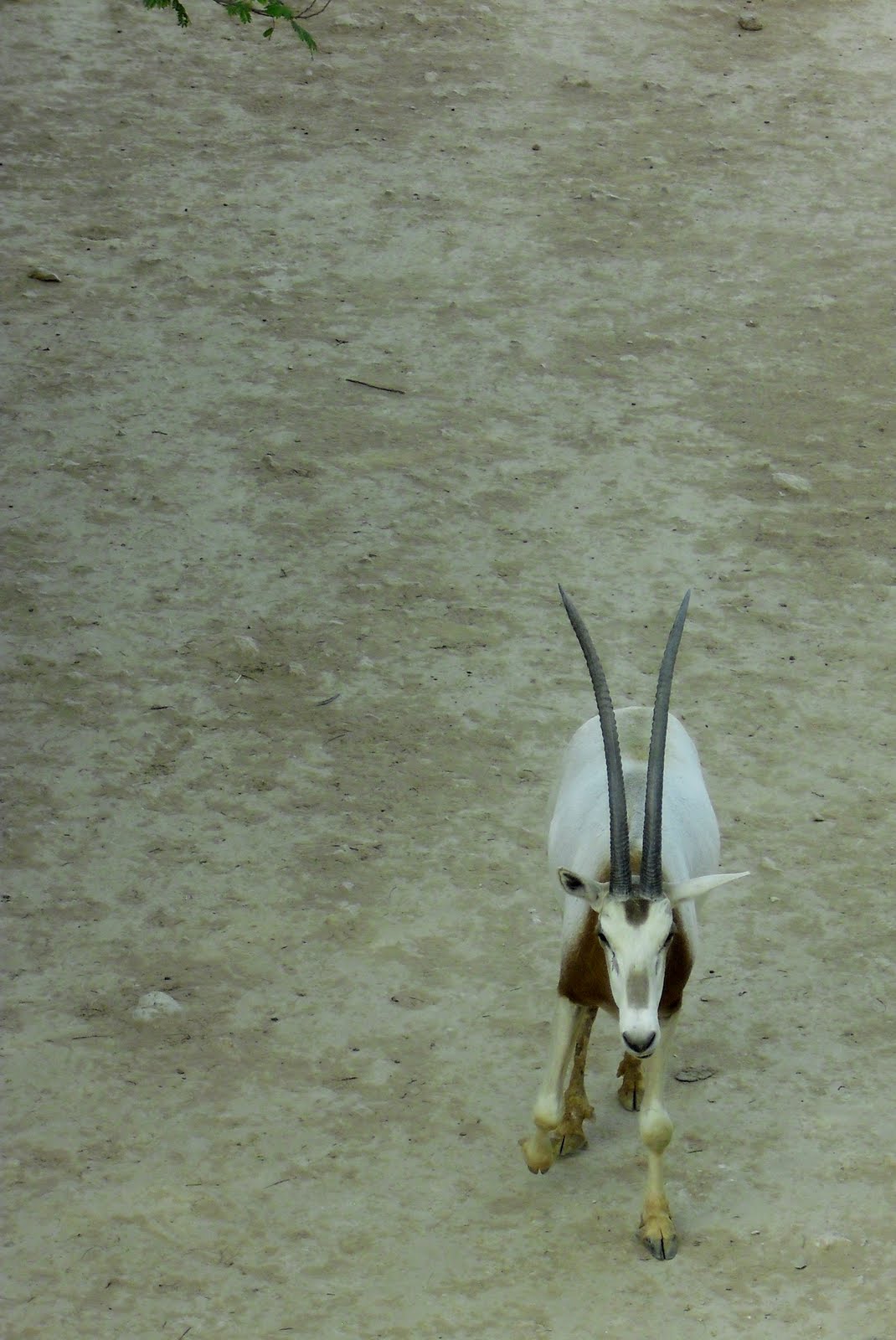 A Little Oryx in Qatar: Doha Zoo