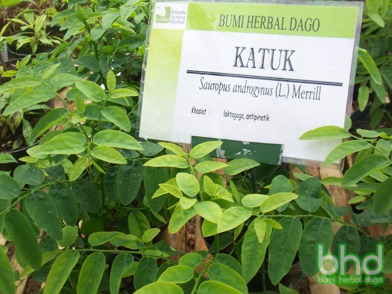 Health Article: EFFICACY LEAVES KATUK