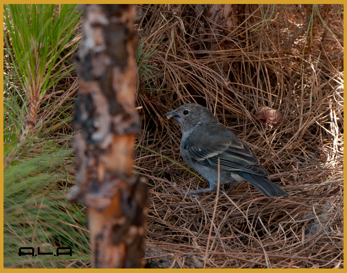 Pinzón azul del Teide (Fringilla teydea): AVES CESAR