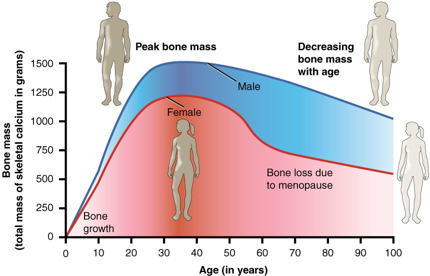 Googolla Bone Density 101 googolla-bone-density-101