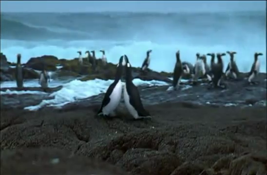 El Pensieve de Dinorider: Extinto - IV - El Alca Gigante