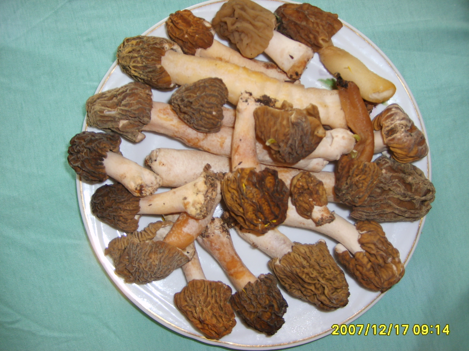 Totul despre ciuperci cu Dr. Ing. Ioana Tudor: Morchella spp. sau ...