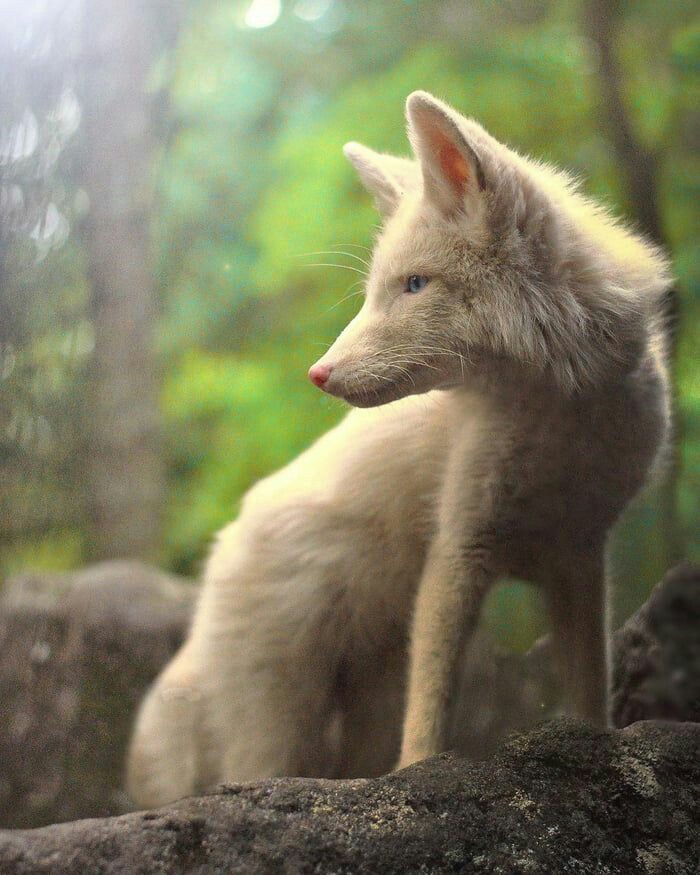 Beautiful Fox