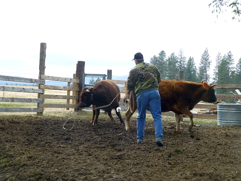 Rural Revolution: Bull roping