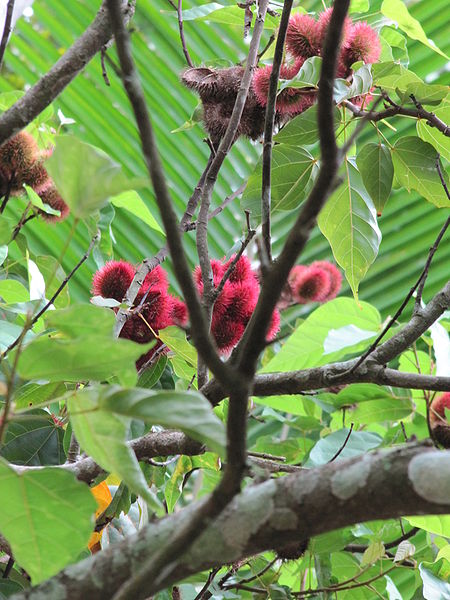 Studio Floral Dora Santoro: Urucum