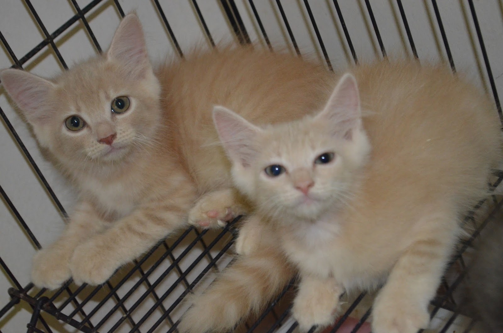 Meow Meow's Land: Mixed Breed Kitties for Sale (Himalayan/Tabby) - *SOLD*