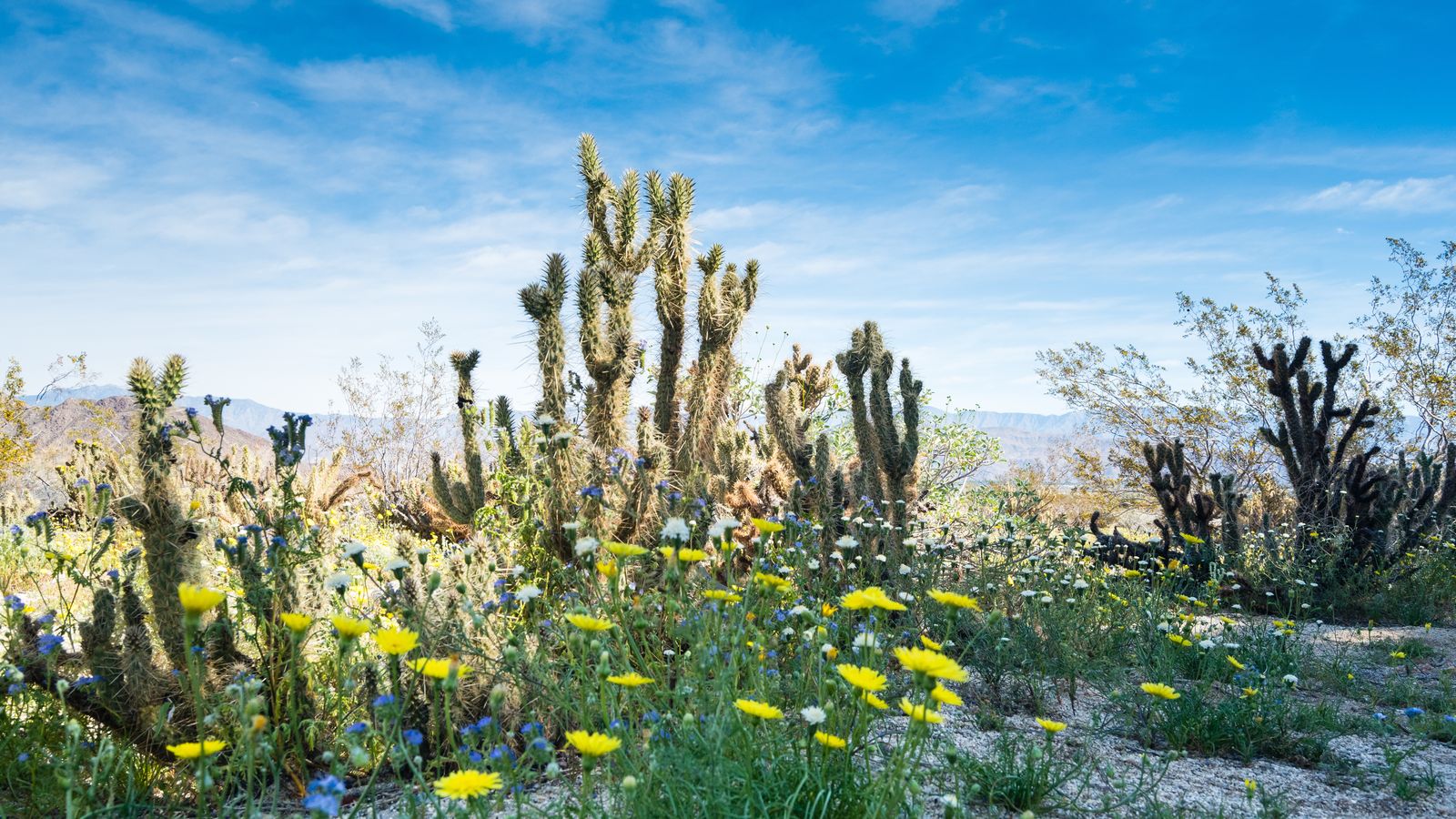 California's Wildflower Super Bloom | Earth Blog