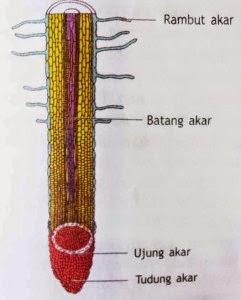 Struktur Dan Fungsi Tumbuhan - DUNIA INFORMASI