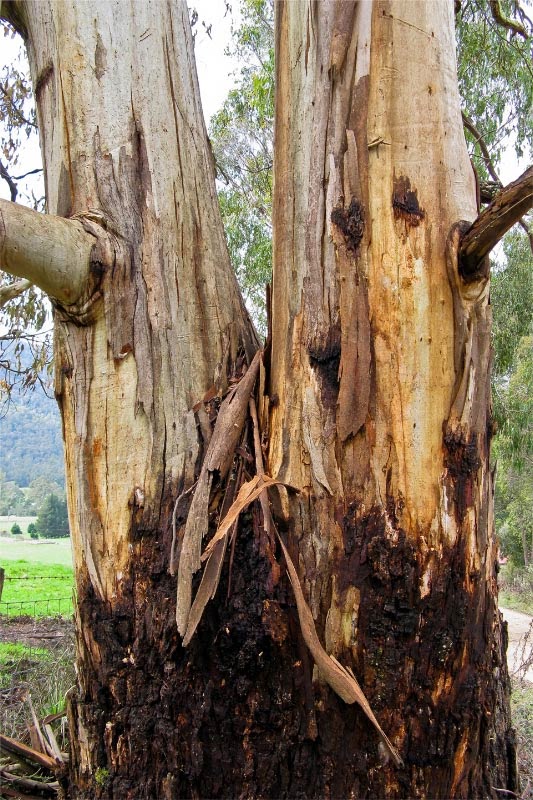Let's go to Tasmania!: 15. Tasmanian floral emblem—Blue Gum